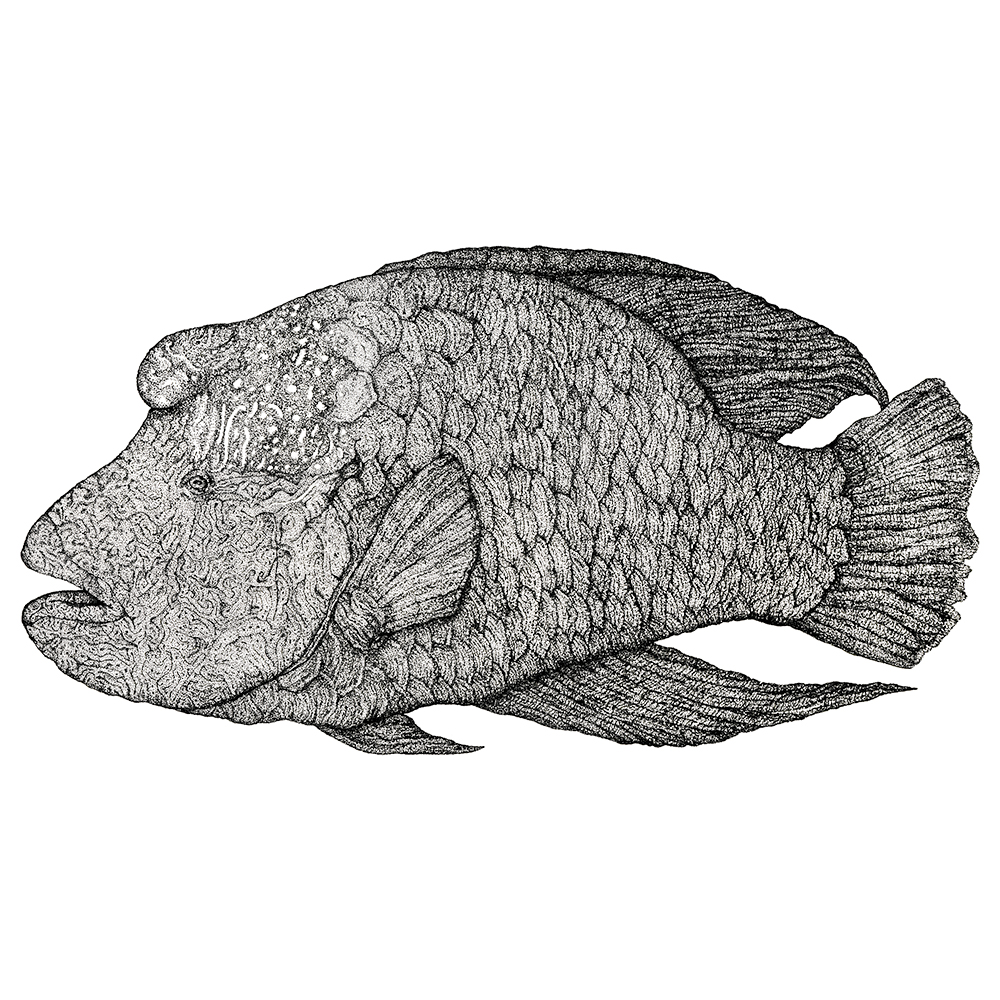 Humphead Wrasse Drawing